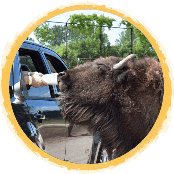 Drive-Thru Safari - Explore Our Wildlife Park from the Comfort of Your ...