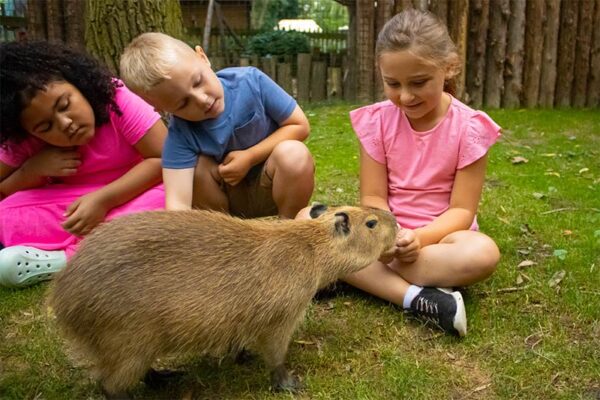 Capybara Encounter | Meet & Feed Capybaras in Ohio
