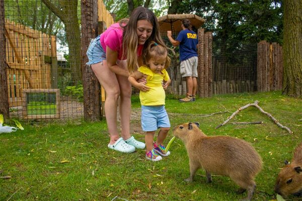 Capybara Encounter | Meet & Feed Capybaras in Ohio