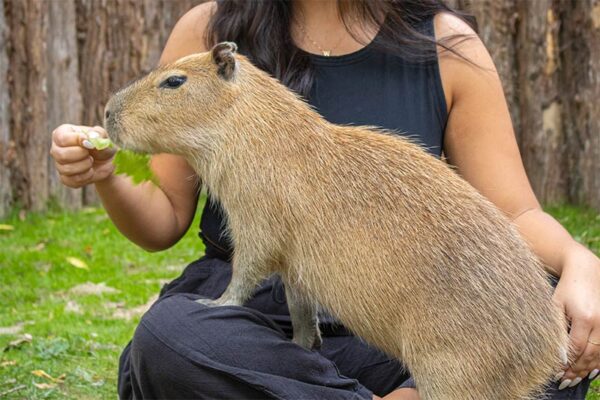 Capybara Encounter | Meet & Feed Capybaras in Ohio